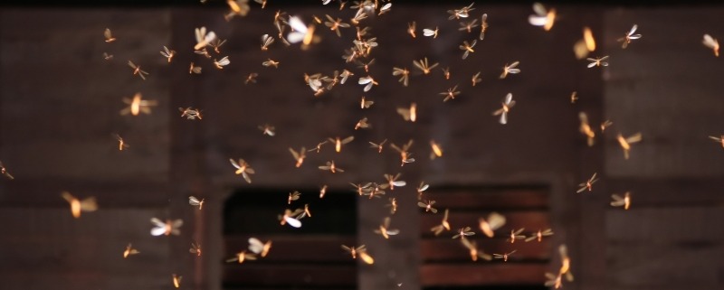 4 MUST HAVE INCLUSIONS FOR MODULAR HOMES IN QUEENSLAND